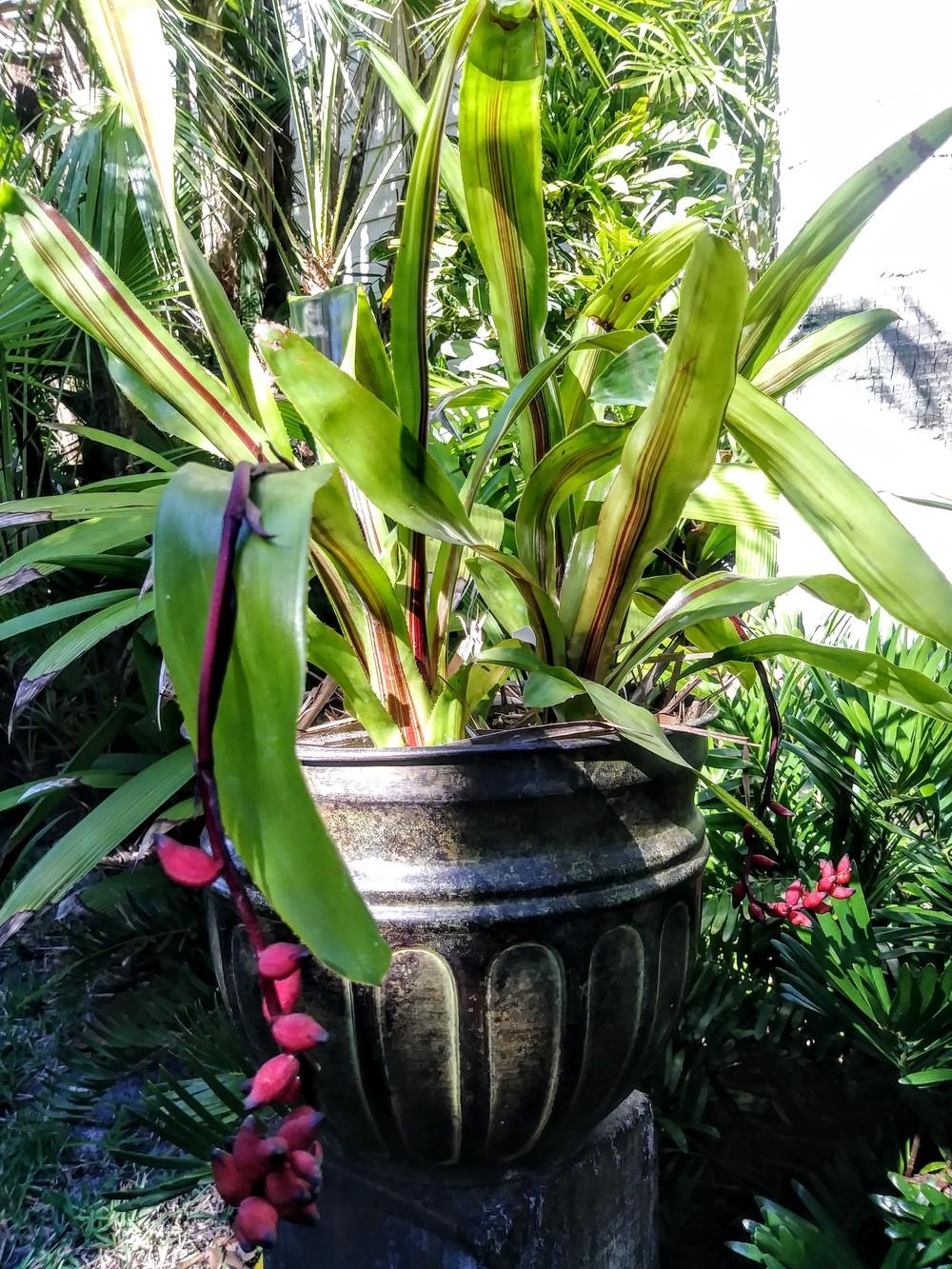 Bromeliad (Aechmea 'Red Ribbon') - Garden.org