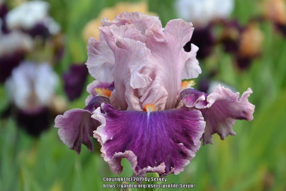Tall Bearded Iris (Iris 'Oxford Countess') in the Irises Database ...