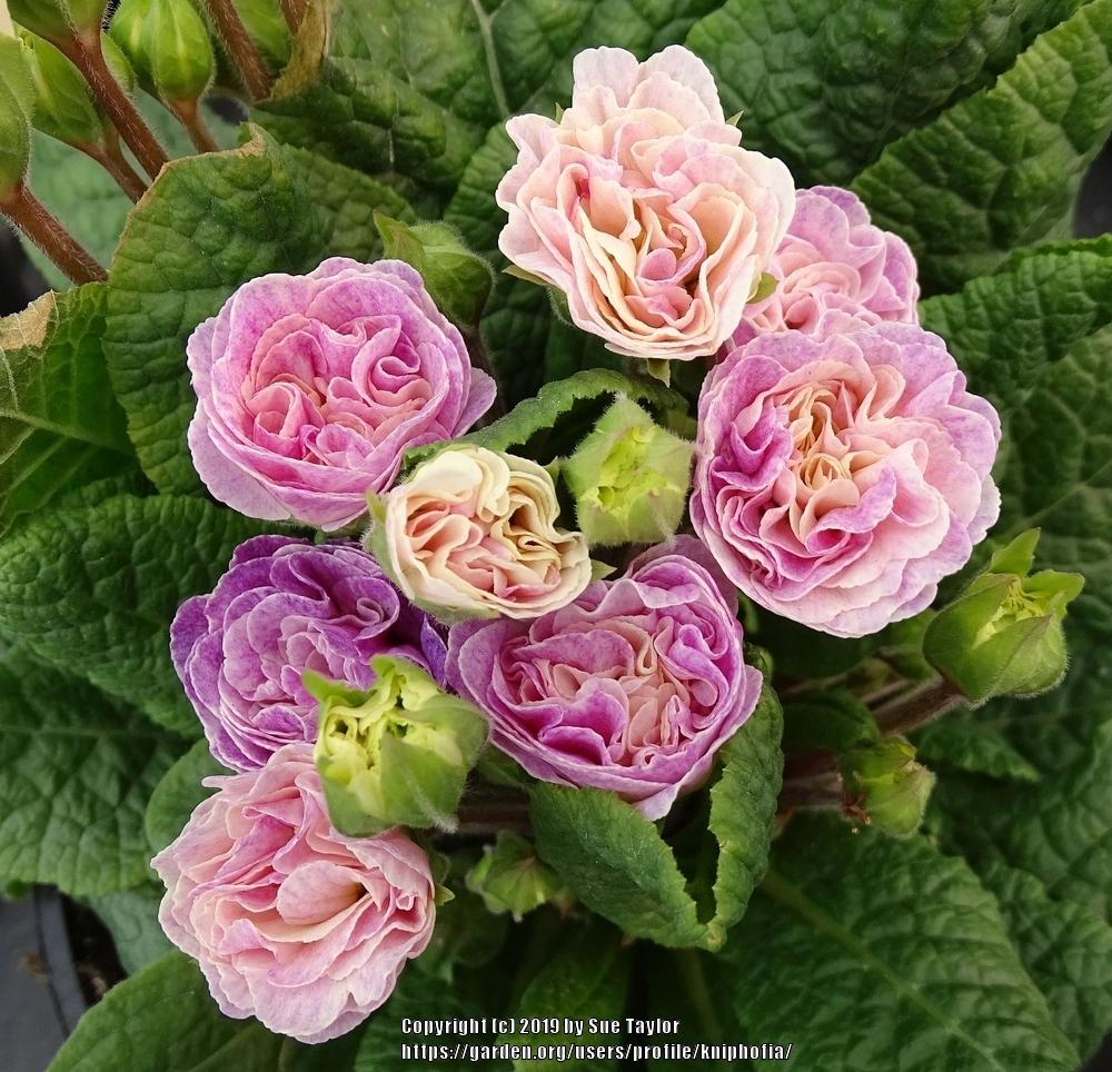 Primrose (Primula Belarina® Pink Champagne) in the Primroses Database ...