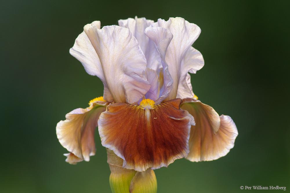 Intermediate Bearded Iris (Iris 'Man's Best Friend') in the Irises ...