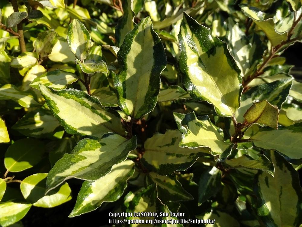 Ebbinge's Silverberry (Elaeagnus x submacrophylla Maryline®) - Garden.org