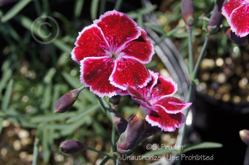 Dianthus 'Fire and Ice' in the Dianthus Database - Garden.org