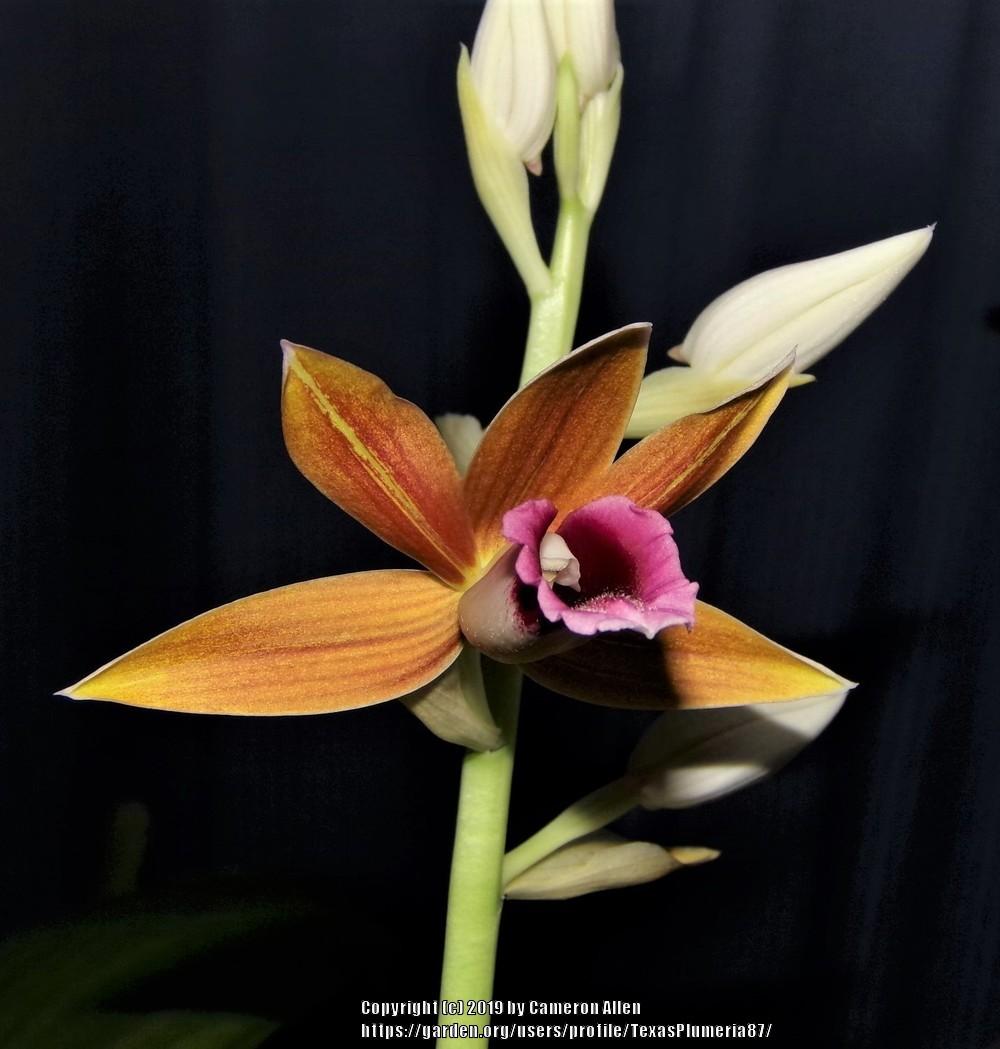 Nun's Cap Orchid (Calanthe tankervilleae) - Garden.org