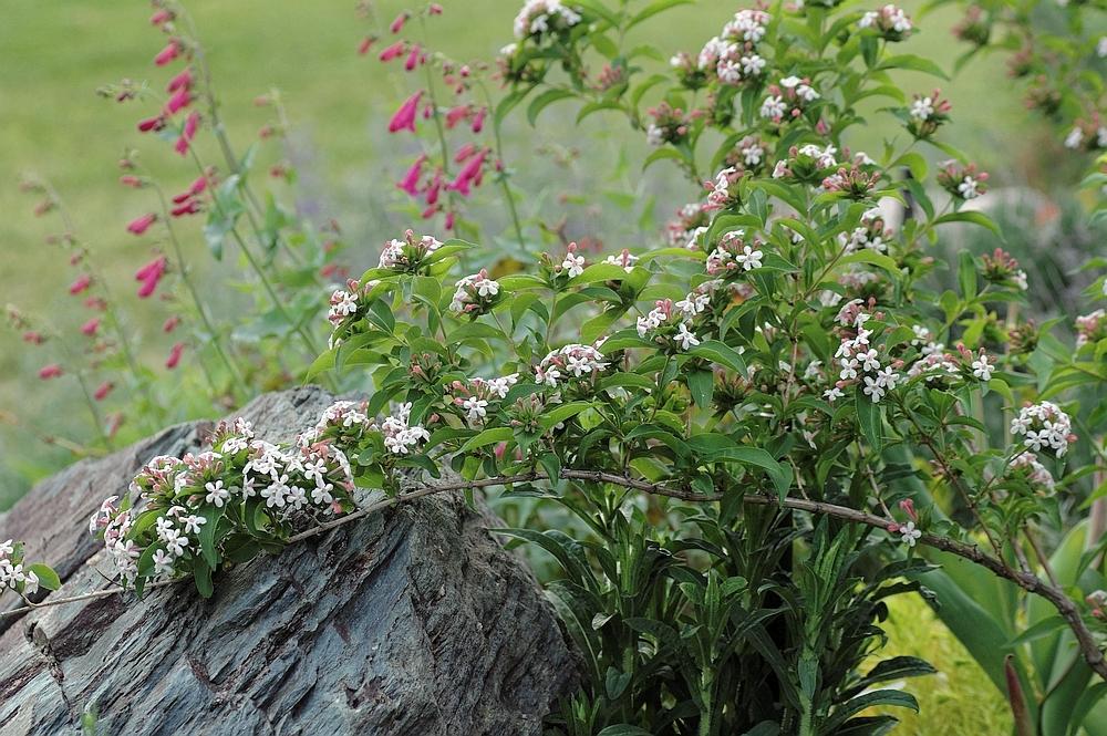 Abelias: Plant Care and Collection of Varieties - Garden.org