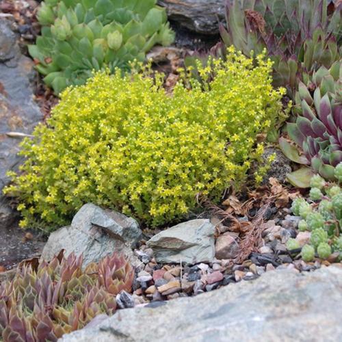 Creeping Stonecrop (Sedum humifusum) in the Sedums Database - Garden.org