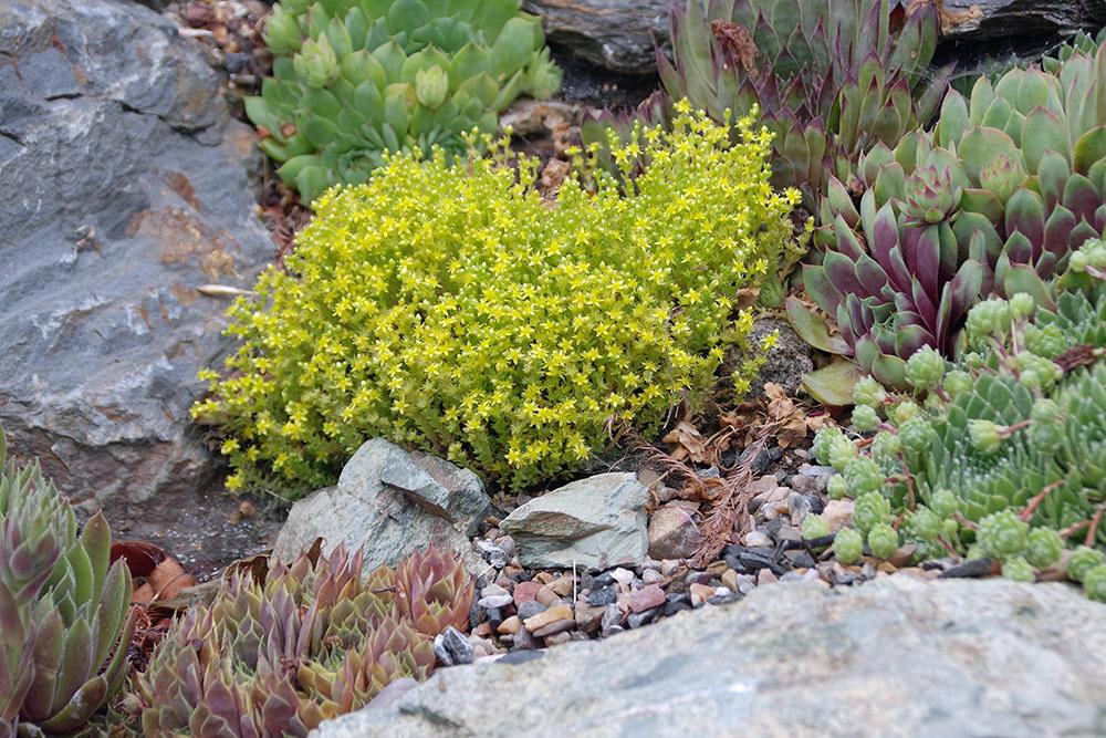 Sedums: Plant Care and Collection of Varieties - Garden.org