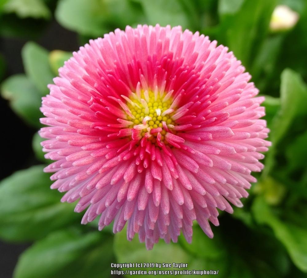English Daisy (Bellis perennis 'Roggli Rose') - Garden.org