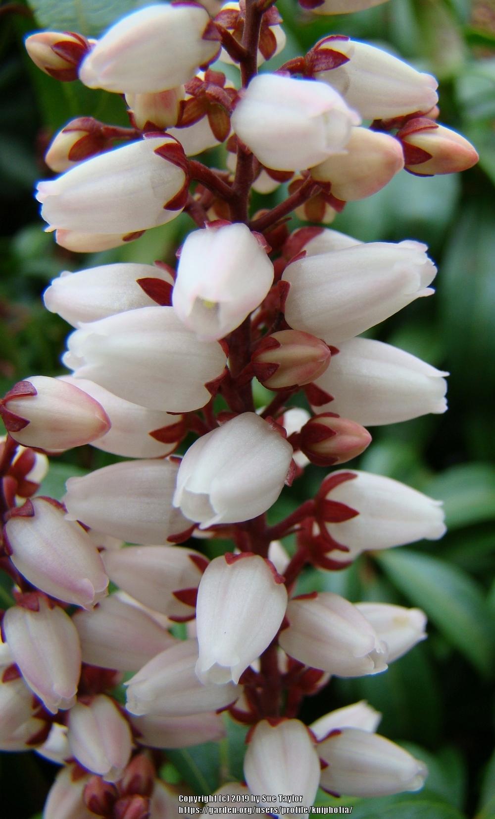 Japanese Andromeda (Pieris japonica 'Bonfire') - Garden.org