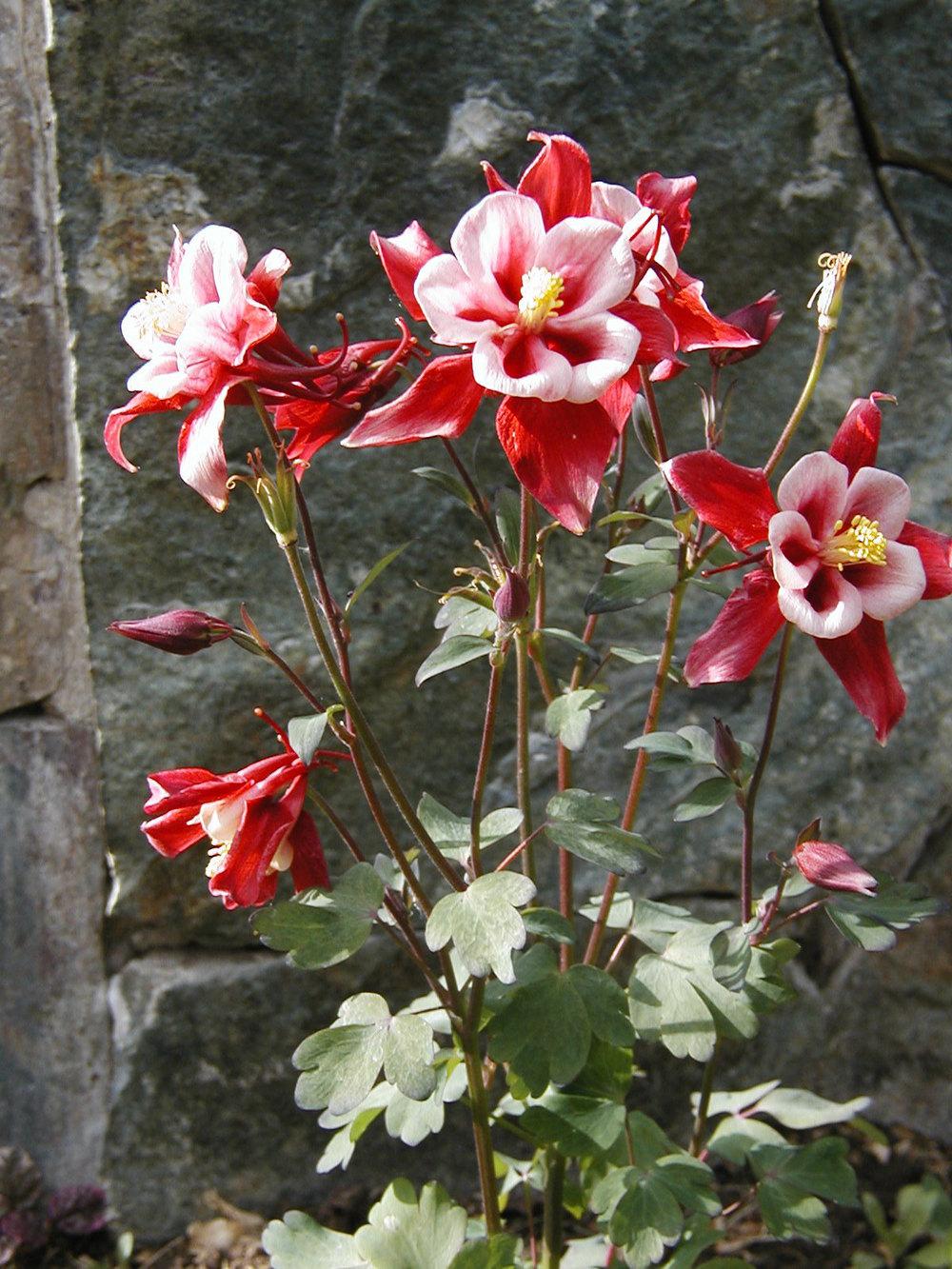 Columbines: Plant Care and Collection of Varieties - Garden.org