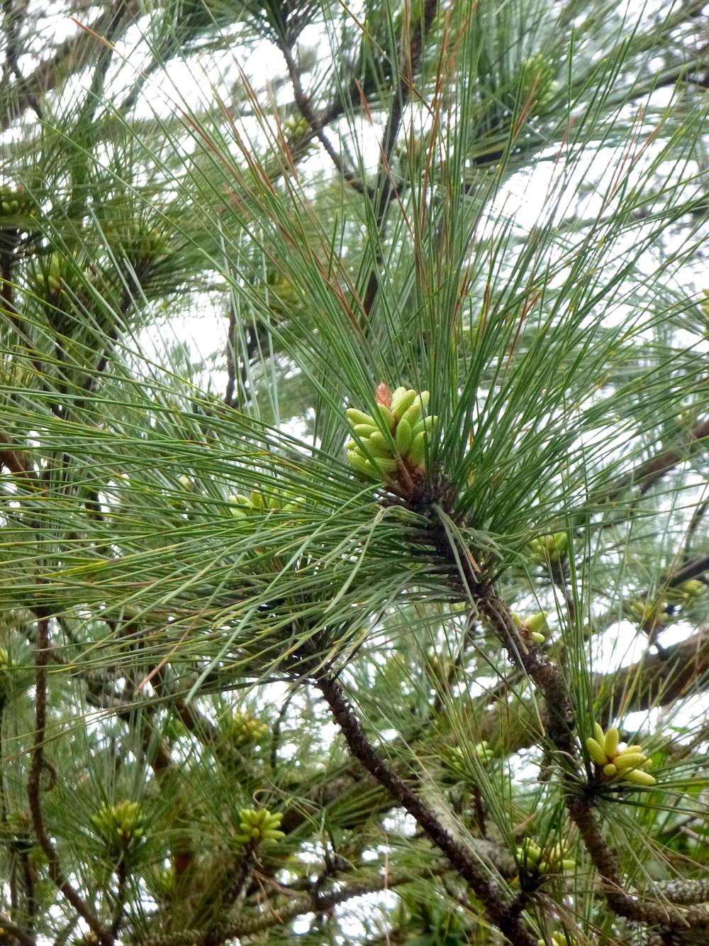 Loblolly Pine (Pinus taeda) - Garden.org