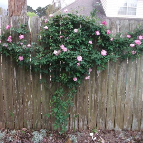 Rose (Rosa 'Old Blush, Cl.') in the Roses Database - Garden.org