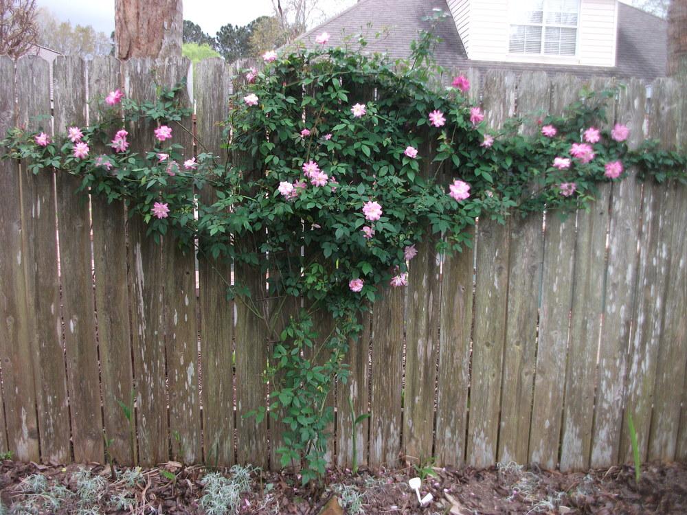 Rose (Rosa 'Old Blush, Cl.') in the Roses Database - Garden.org