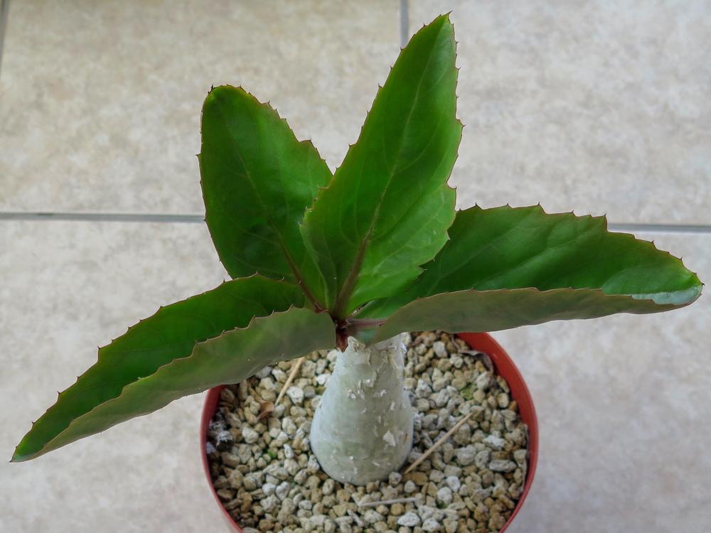 Succulent Grape (Cyphostemma juttae) - Garden.org