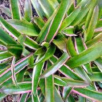Bromeliad (Aechmea lueddemanniana 'Mend') - Garden.org