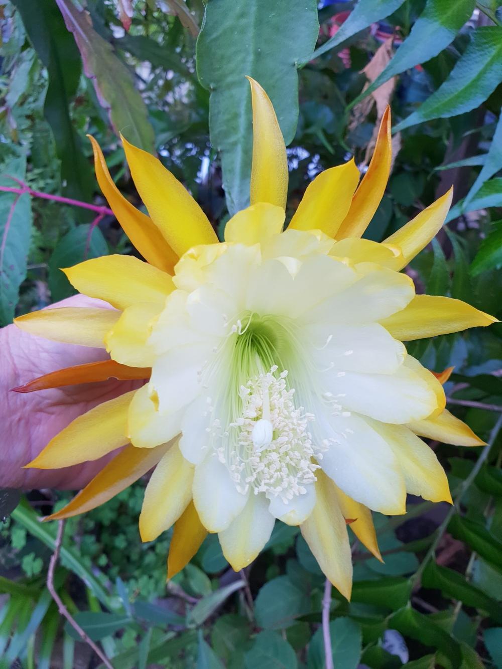 Epiphyllum: Plant Care and Collection of Varieties - Garden.org