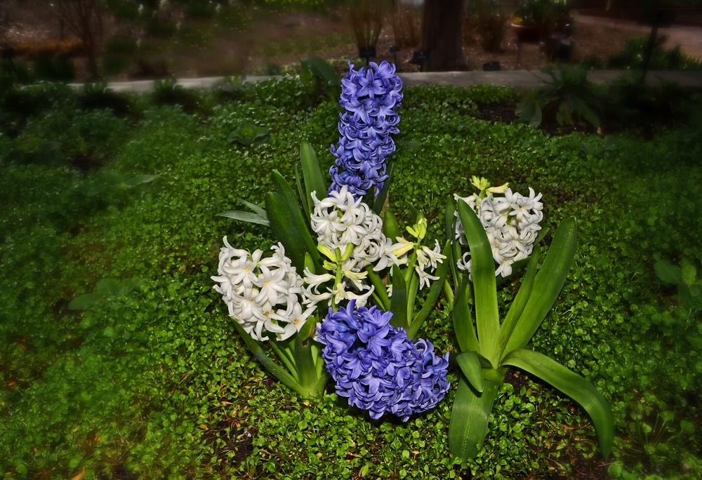 Hyacinths: Plant Care and Collection of Varieties - Garden.org
