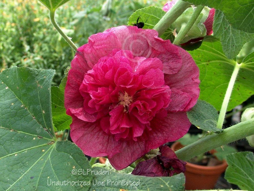 Hollyhock (Alcea rosea 'Chater's Double Rose') - Garden.org