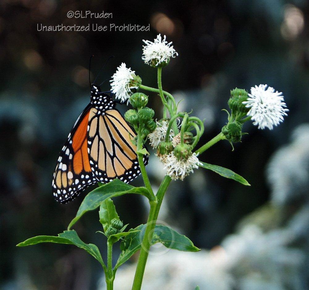 Water Snowball (Gymnocoronis spilanthoides) - Garden.org
