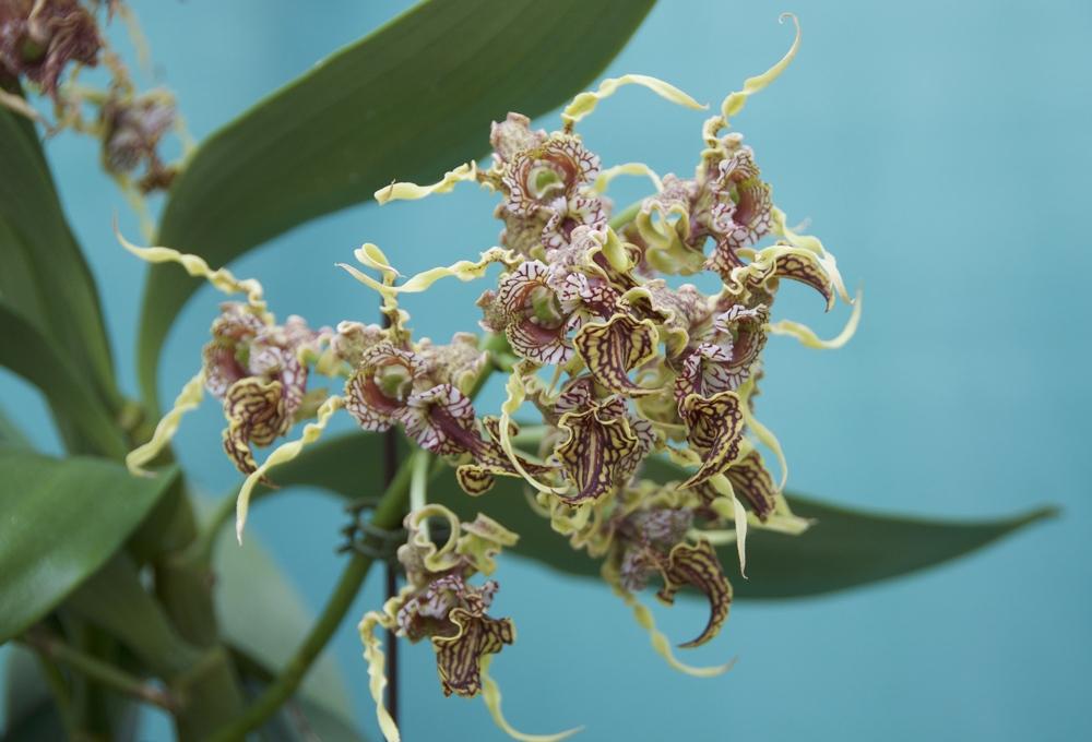 Orchid (Dendrobium spectabile) - Garden.org