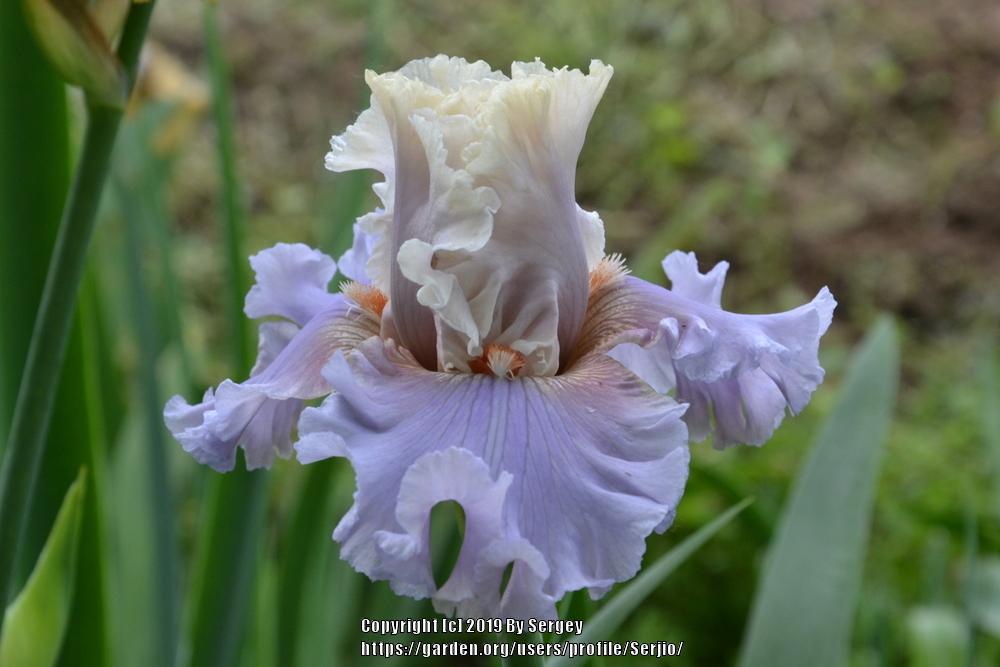 Tall Bearded Iris (Iris 'Platinum Class') in the Irises Database ...
