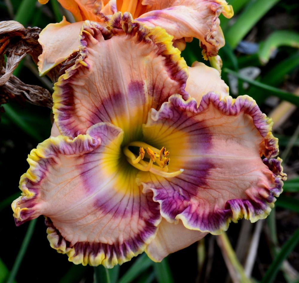 Daylily (Hemerocallis 'Passion and Pride') in the Daylilies Database ...