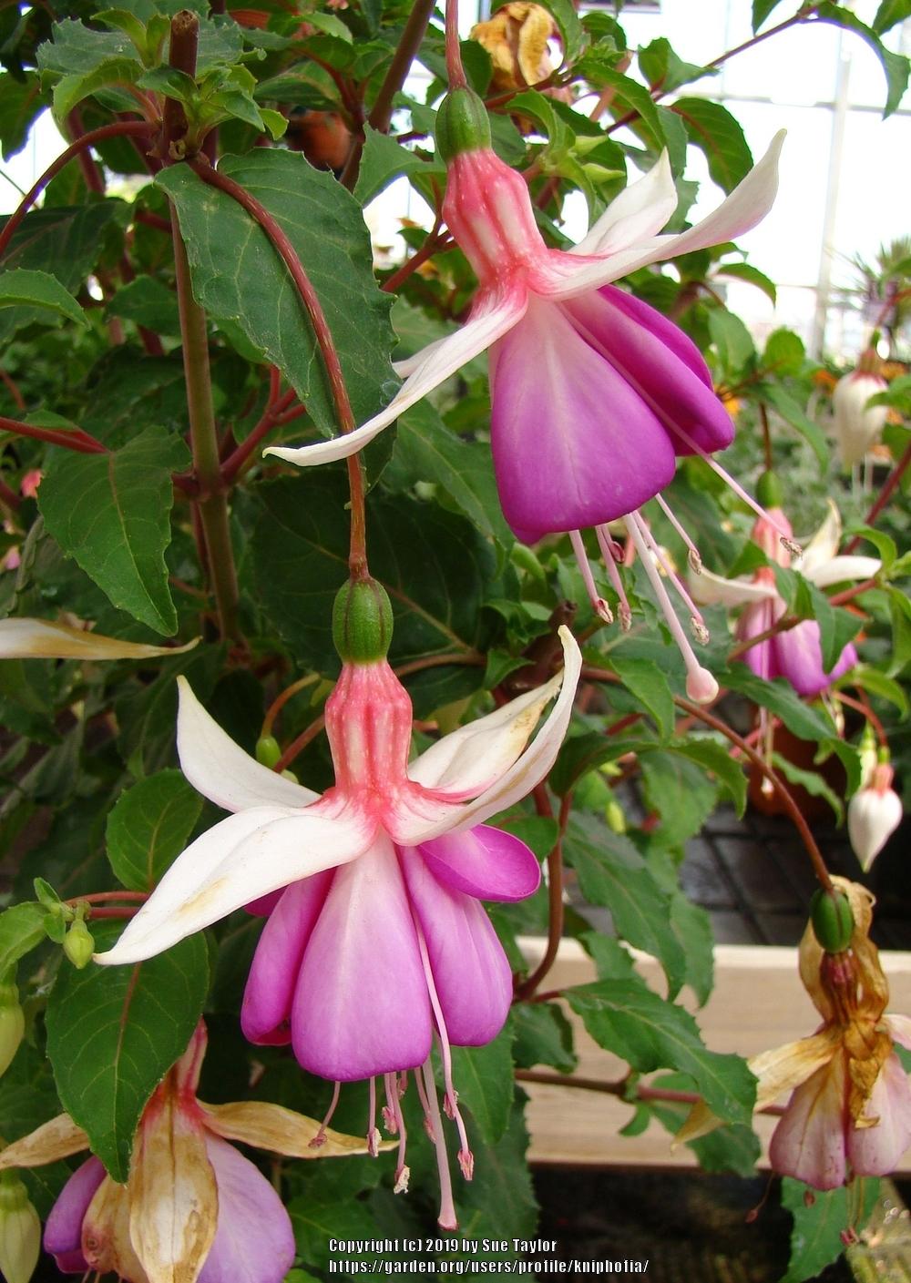 Photo of the bloom of Lady's Eardrops (Fuchsia 'Pennine') posted by ...