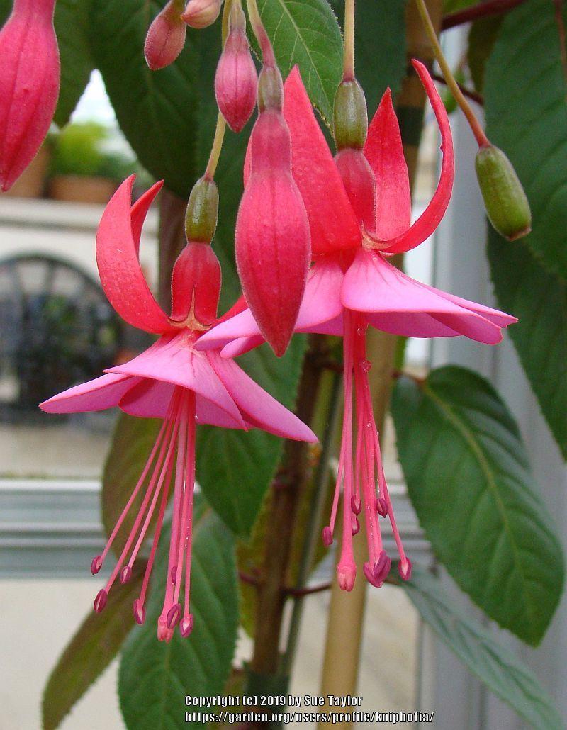 Fuchsia 'Display' in the Fuchsias Database - Garden.org