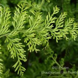 Photo of the entire plant of Hen And Chicken Fern (Asplenium bulbiferum ...