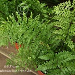 Photo of the entire plant of Hen And Chicken Fern (Asplenium bulbiferum ...