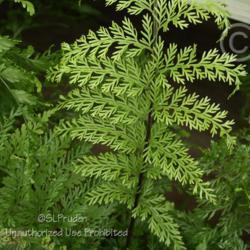 Photo of the entire plant of Hen And Chicken Fern (Asplenium bulbiferum ...