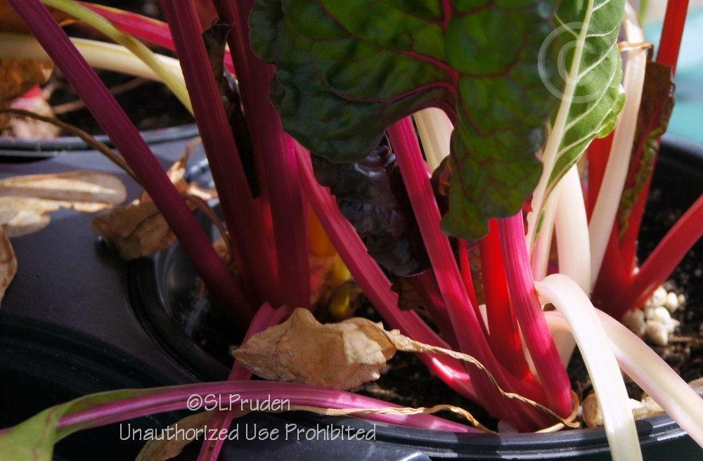 Swiss Chards: Plant Care and Collection of Varieties - Garden.org