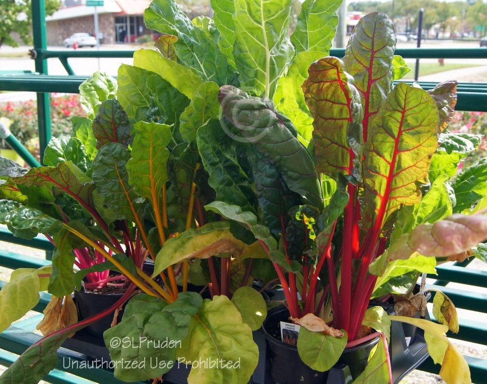 Swiss Chards: Plant Care and Collection of Varieties - Garden.org