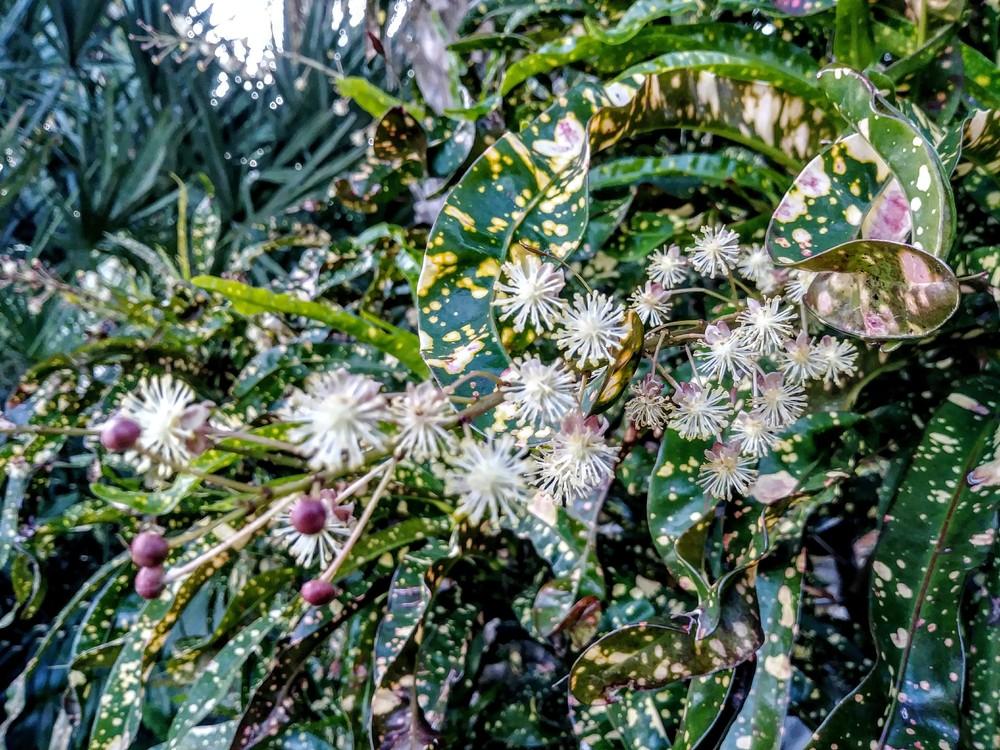 Crotons: Plant Care and Collection of Varieties - Garden.org