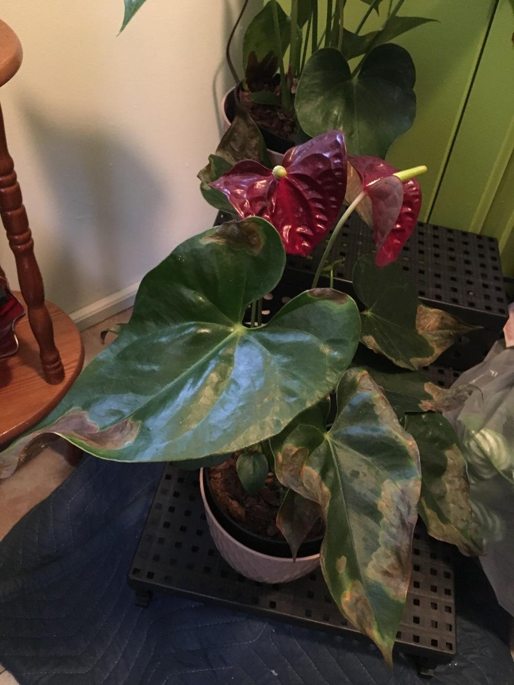 Anthurium has huge brown patches on leaves in the Tropicals forum ...