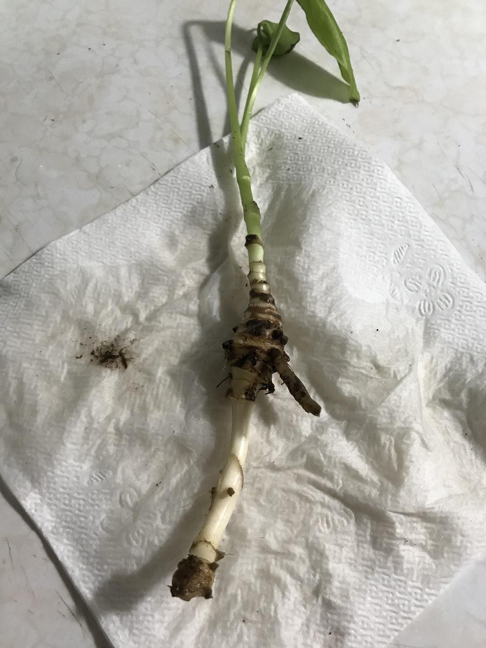 Peace lily root rot - is it too late??? in the Ask a Question forum ...