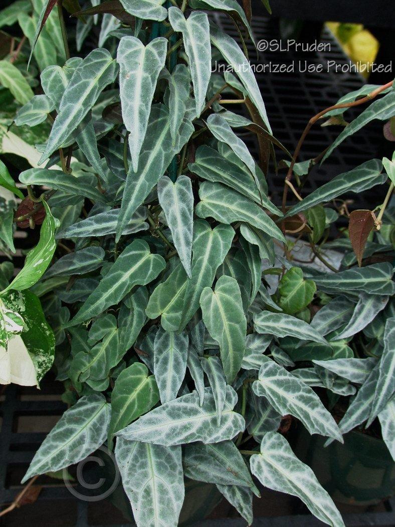 Grapes: Plant Care and Collection of Varieties - Garden.org