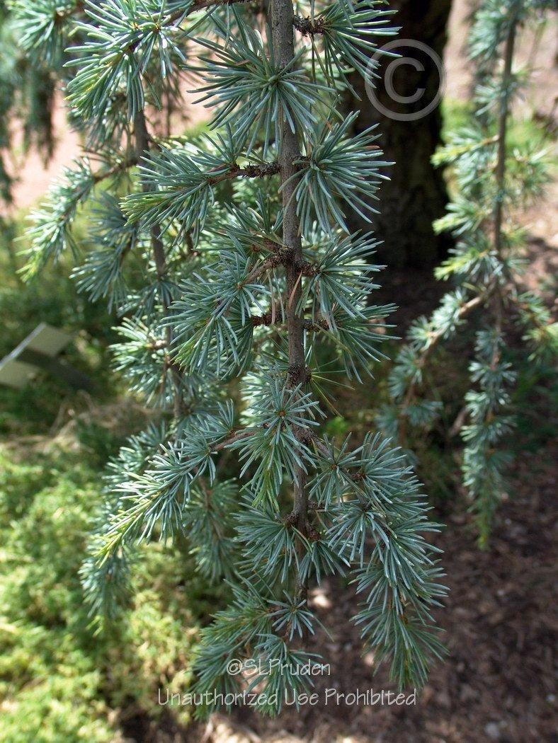 Photo of the leaves of Weeping Blue Atlas Cedar (Cedrus atlantica ...