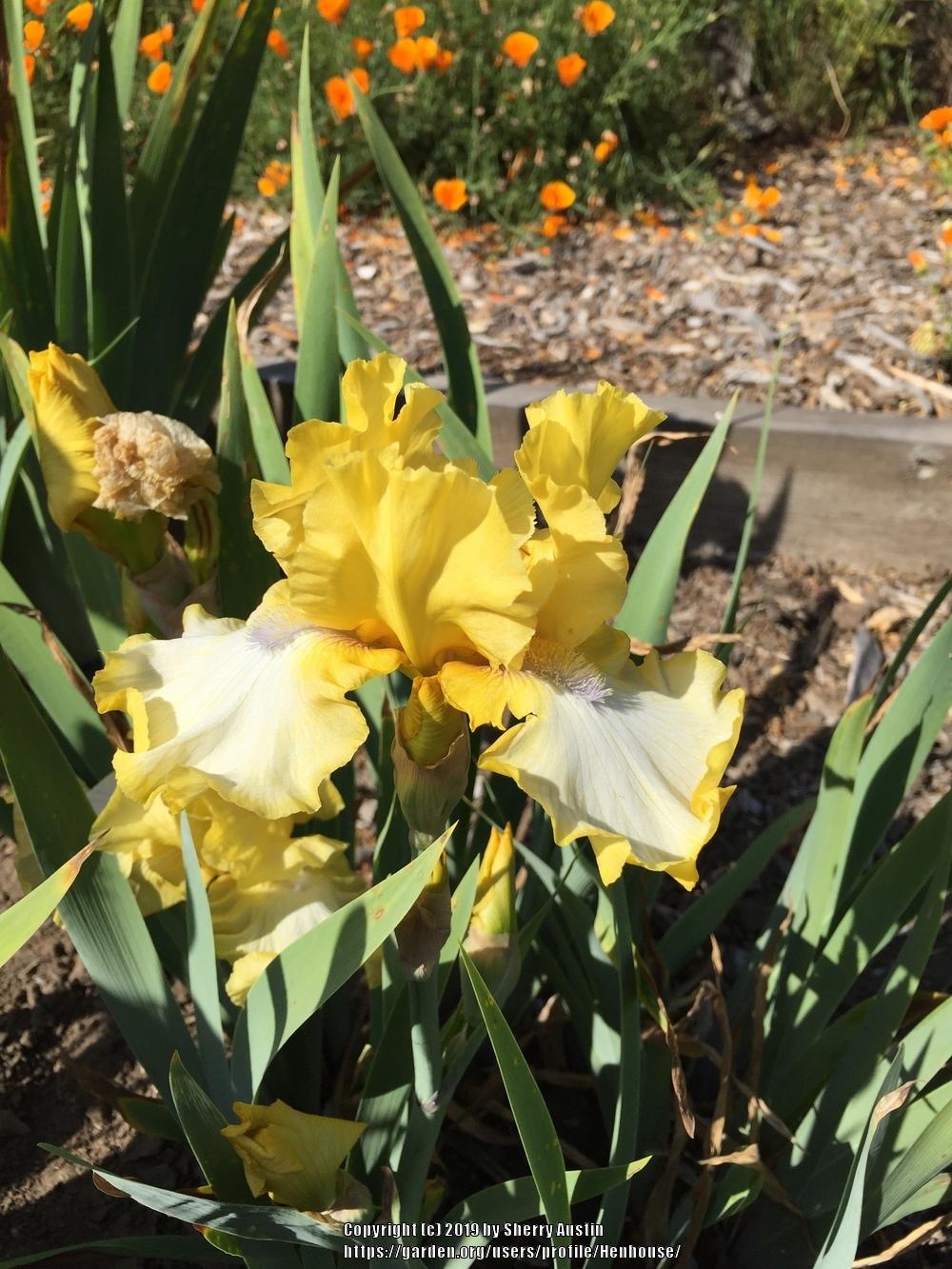 Tall Bearded Iris (Iris 'Don Pedro Sunshine') in the Irises Database ...