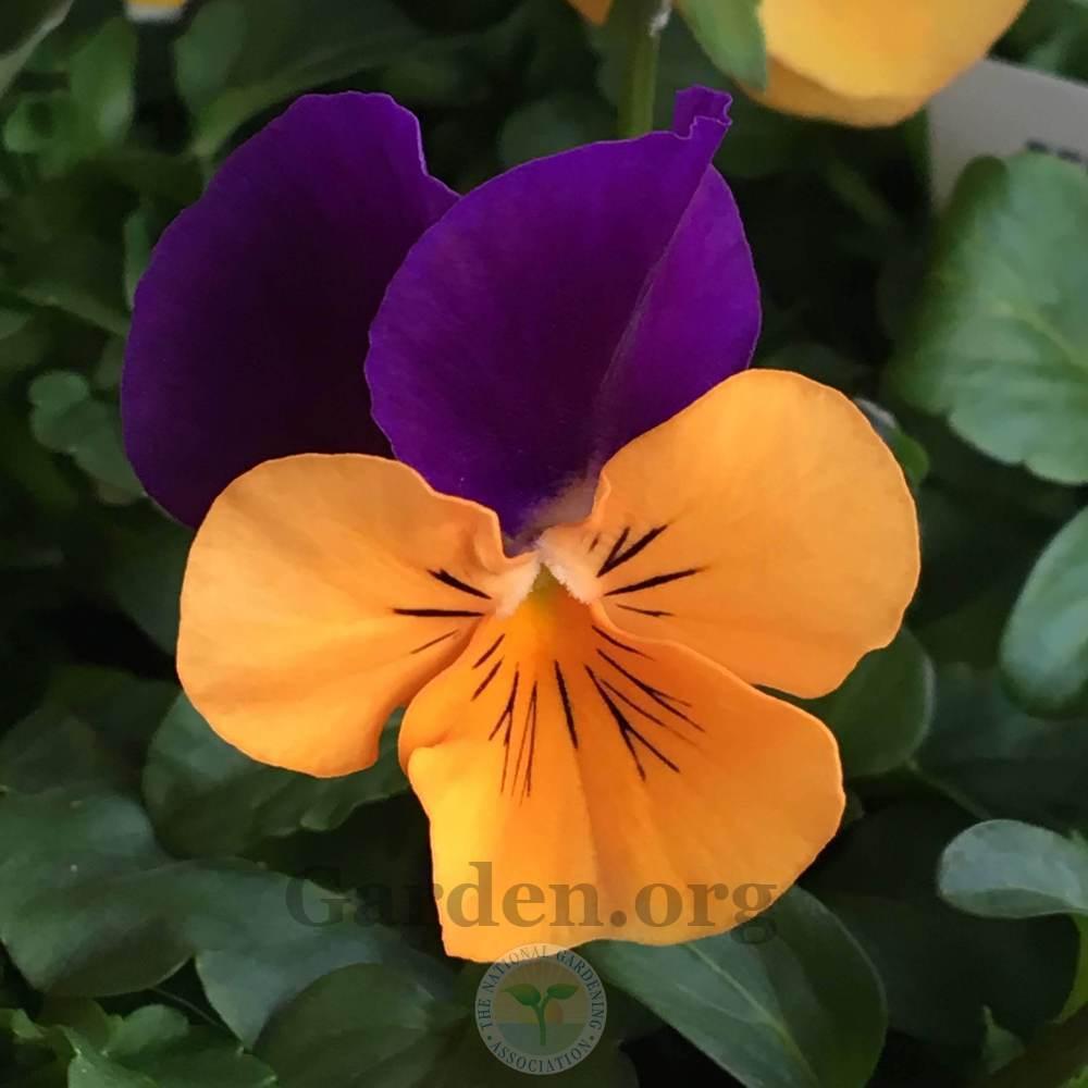 Viola (Viola cornuta Penny™ Orange Jump Up) in the Violas Database ...