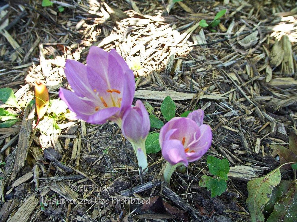 False Autumn Crocus (Colchicum cilicicum) in the Colchicums Database ...