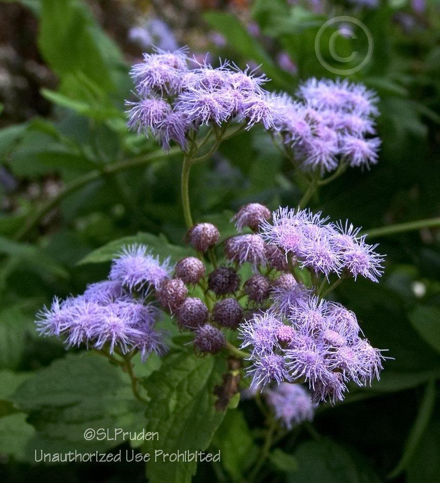 Photo of the bloom of Blue Mistflower (Conoclinium coelestinum) posted ...