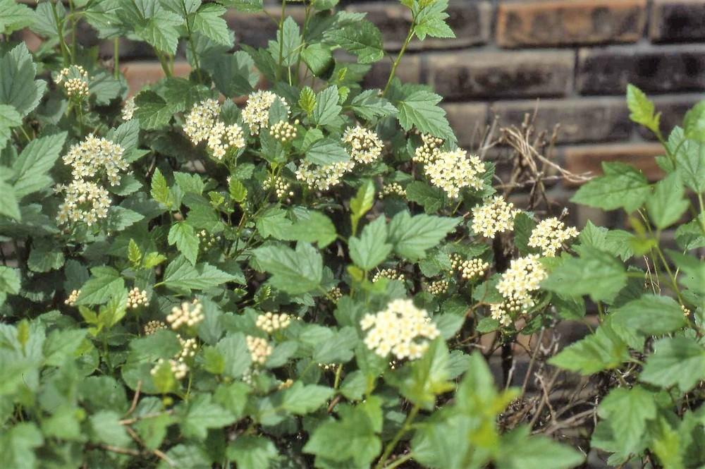 Ninebarks: Plant Care and Collection of Varieties - Garden.org