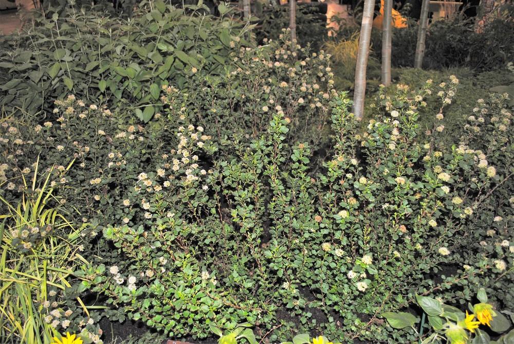 Eastern Ninebark (Physocarpus opulifolius 'Nanus') in the Ninebarks ...