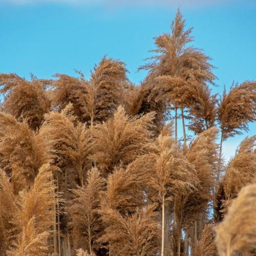 Common Reed (Phragmites australis subsp. australis) - Garden.org