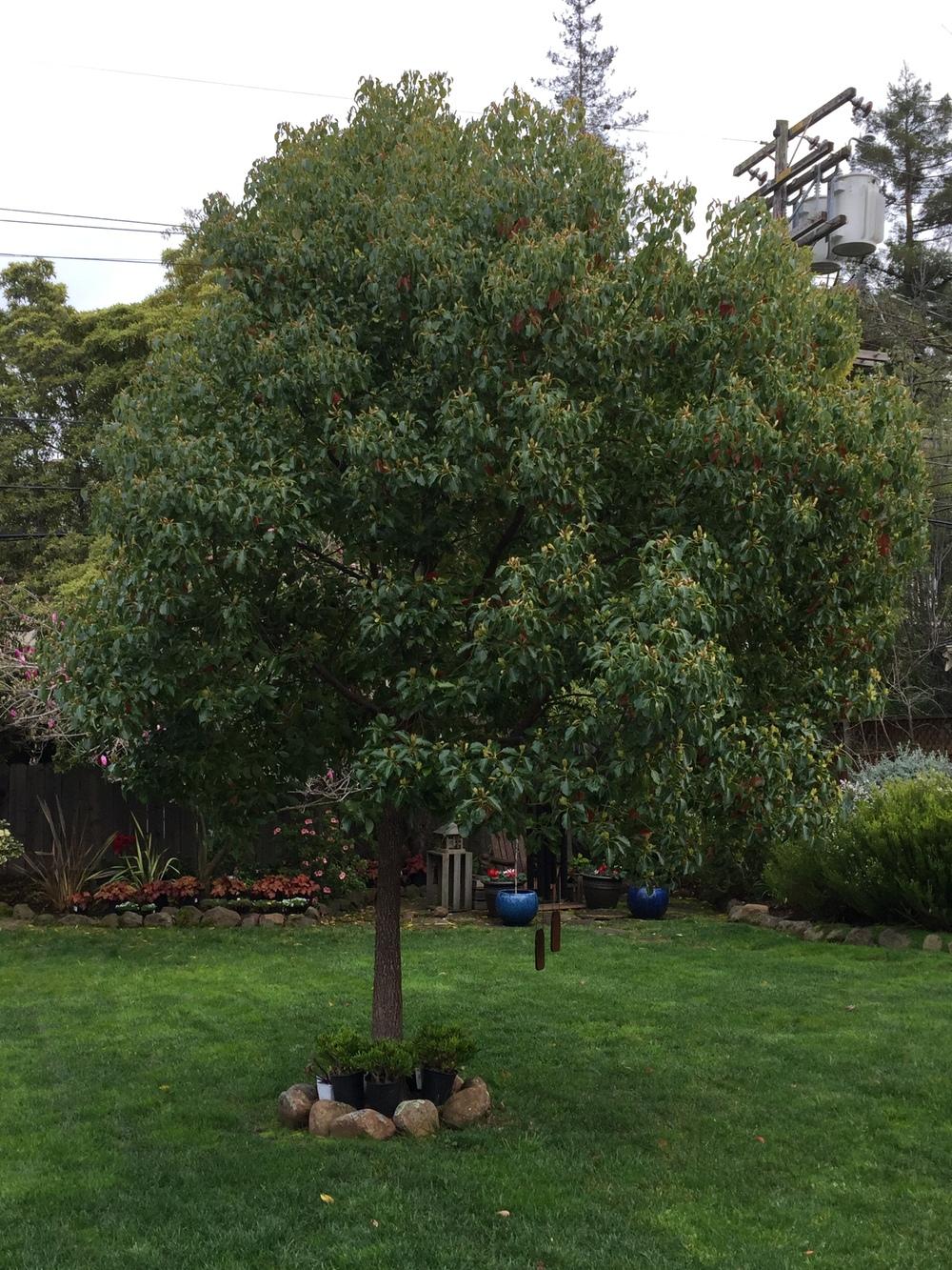 Can anyone name this tree in the Plant ID forum - Garden.org