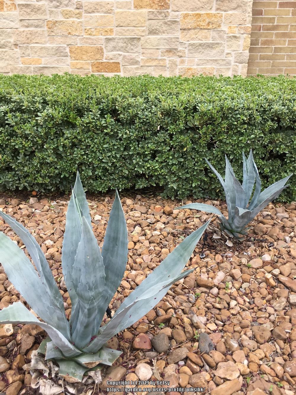 Agaves: Plant Care and Collection of Varieties - Garden.org
