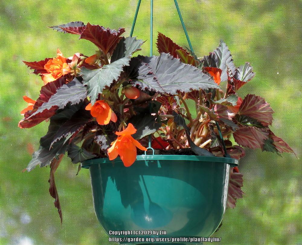 Begonia (Begonia x hybrida I'Conia® Fire) in the Begonias Database ...