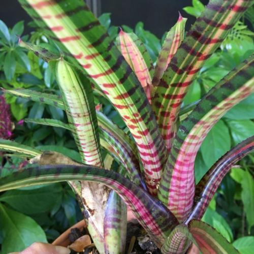 Bromeliad (Neoregelia 'Bold Zebra') - Garden.org
