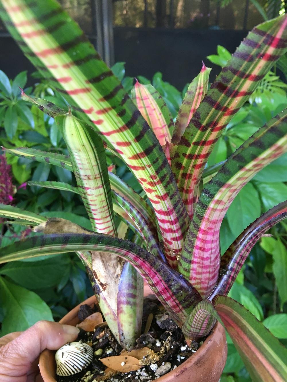 Bromeliad (Neoregelia 'Bold Zebra') - Garden.org