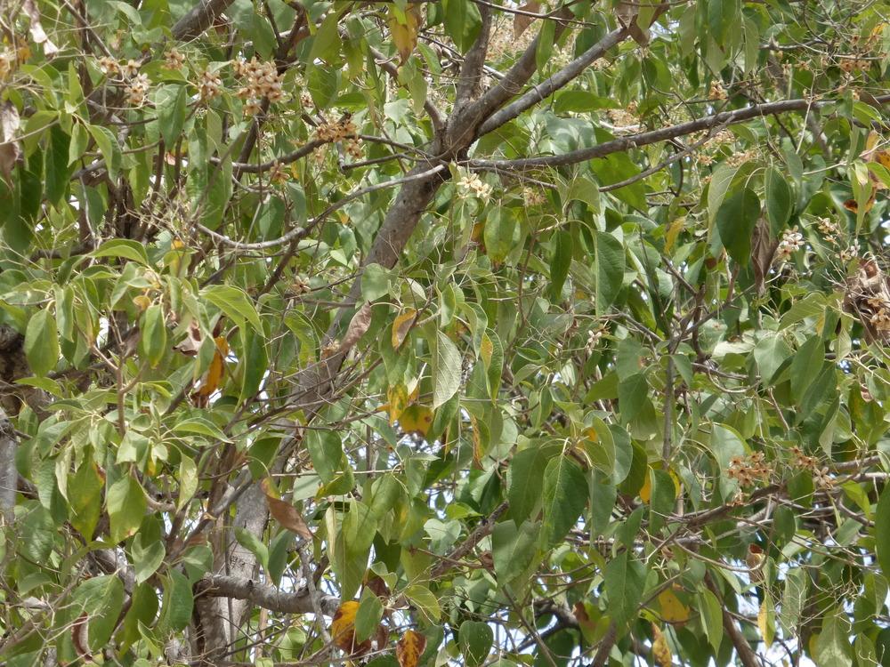 Photo of the leaves of Cordia elaeagnoides posted by vitrsna - Garden.org